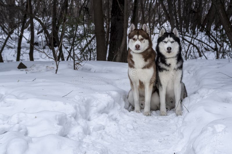 Two Dogs Sitting on Snow. Siberian Husky Dogs in Winter Forest. Stock ...