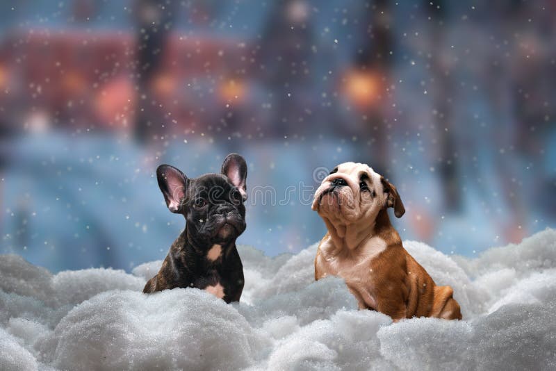 Two Dogs Sitting in the Snow Surrounded by Snow Stock Image - Image of ...
