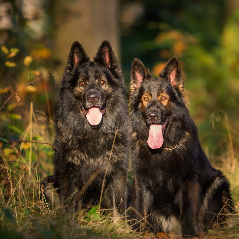 Two Dogs Sitting Together in the Forest Stock Photo - Image of path ...