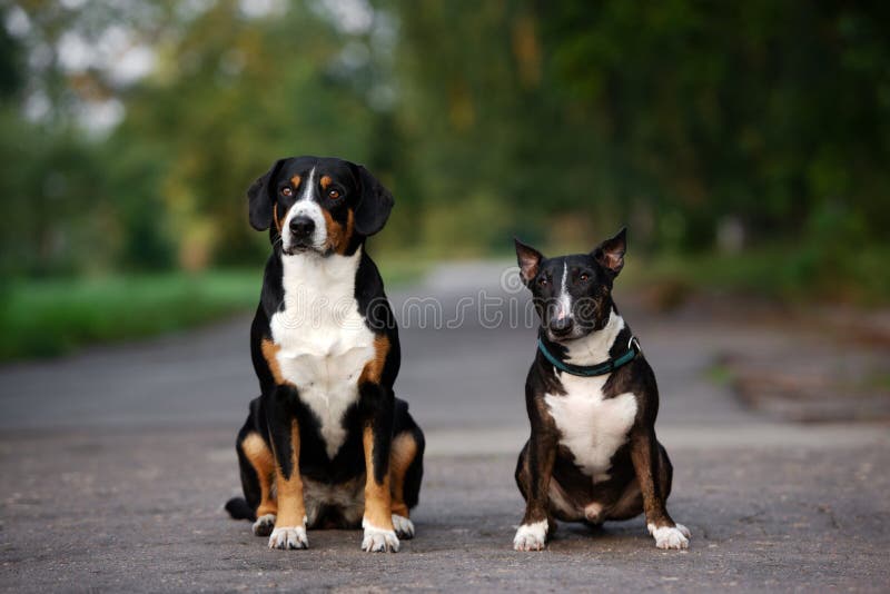 11,677 Two Black Dogs Stock Photos - Free & Royalty-Free Stock Photos ...