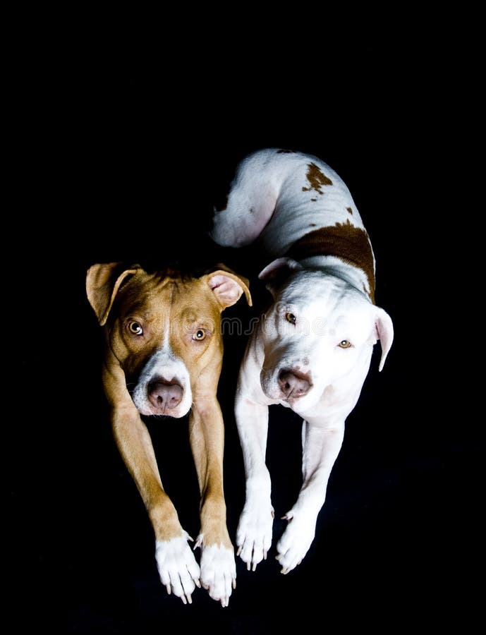 Two Dogs Sitting Together stock image. Image of staffordshire - 134323895