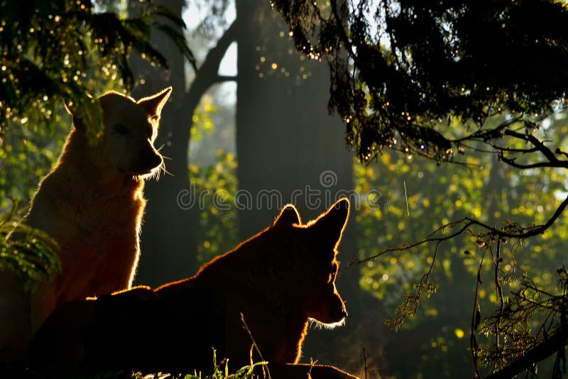 Two Dogs Sitting Under Tree Stock Image - Image of resting, sitting ...