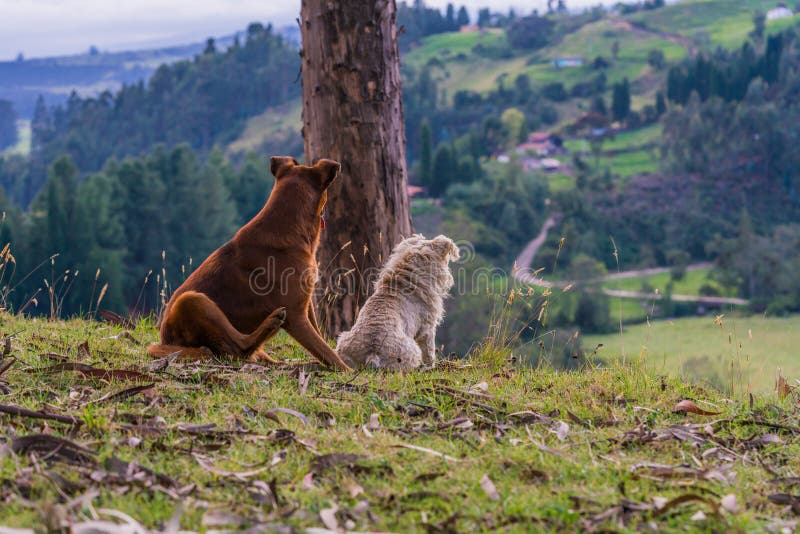 Two Dogs Sitting Watching the Horizon Stock Photo - Image of care, lawn ...