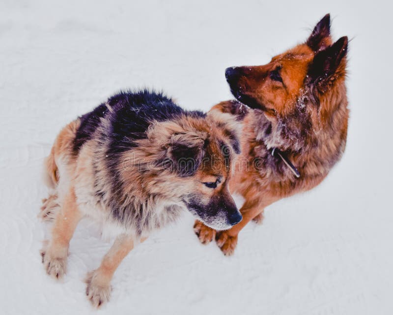 Two Dogs Sitting on the White Snow Stock Image - Image of sitting ...