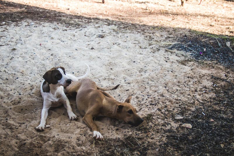 Two dogs sleeping stock photo. Image of puppy, eyes, cute - 92296288