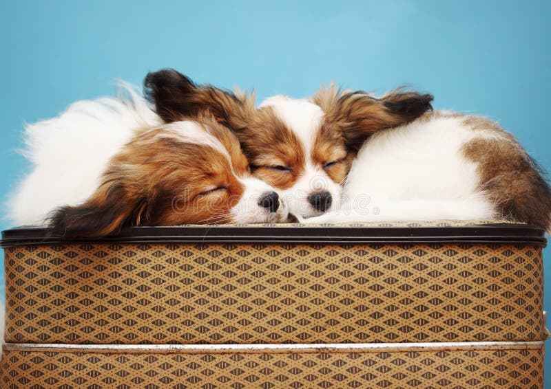 Two dogs sleeping stock image. Image of canine, child - 51394165