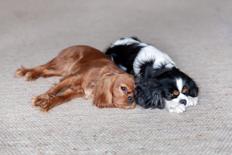 Two dogs sleeping together stock photo. Image of king - 138266046
