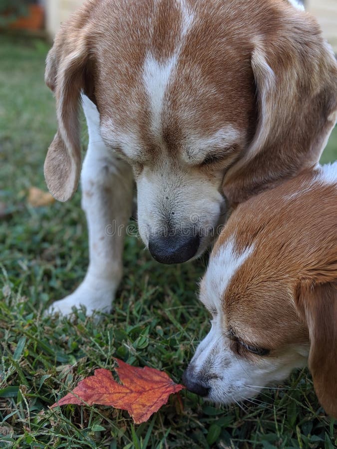 Two dogs smelling a leaf stock image. Image of smell - 196061599