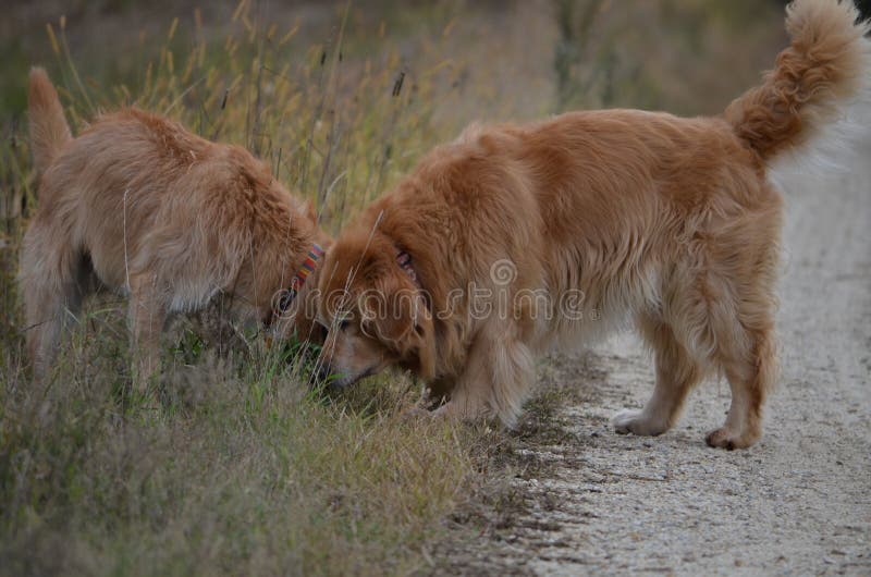 Two Dogs Smelling the Same Spot Stock Image - Image of nose, loyal ...