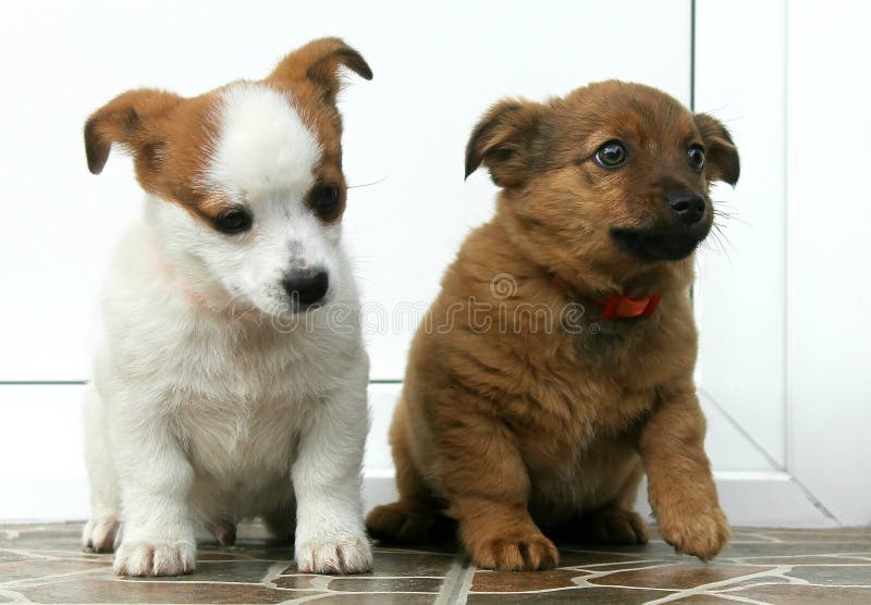 253,646 Dogs Stock Photos - Free & Royalty-Free Stock Photos from ...