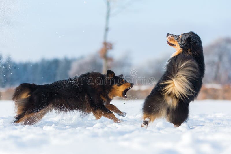 Two Elo Dogs Barking at Each Other Stock Photo - Image of outdoor ...