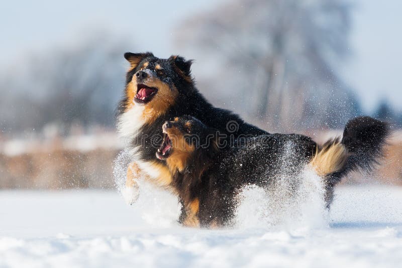 Two Elo Dogs Barking at Each Other Stock Photo - Image of outdoor ...