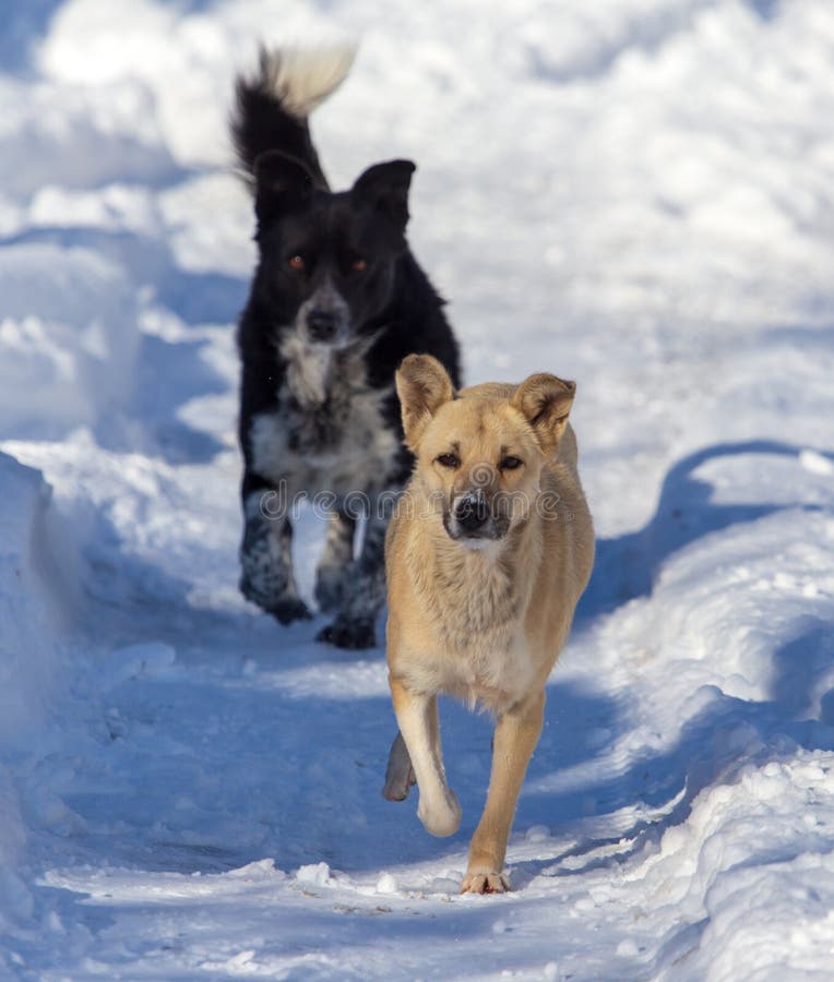 Two Dogs in the Snow in Winter Stock Photo - Image of snow, young ...