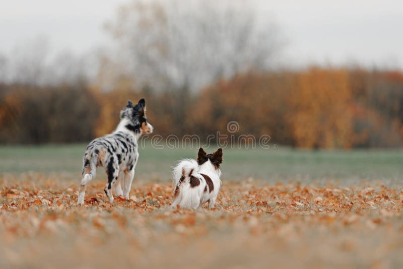 3 Dogs Standing Next To One Another and Panting Stock Photo - Image of ...