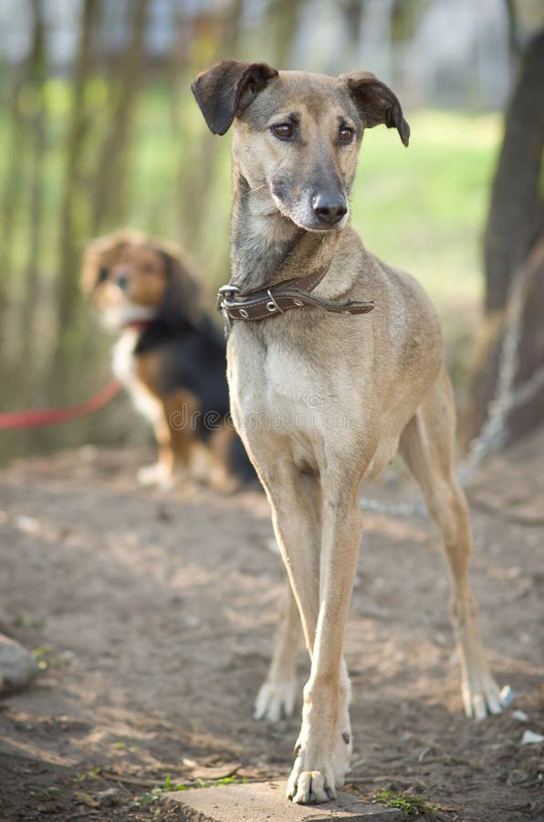 Two dogs standing stock image. Image of affection, brown - 31510517