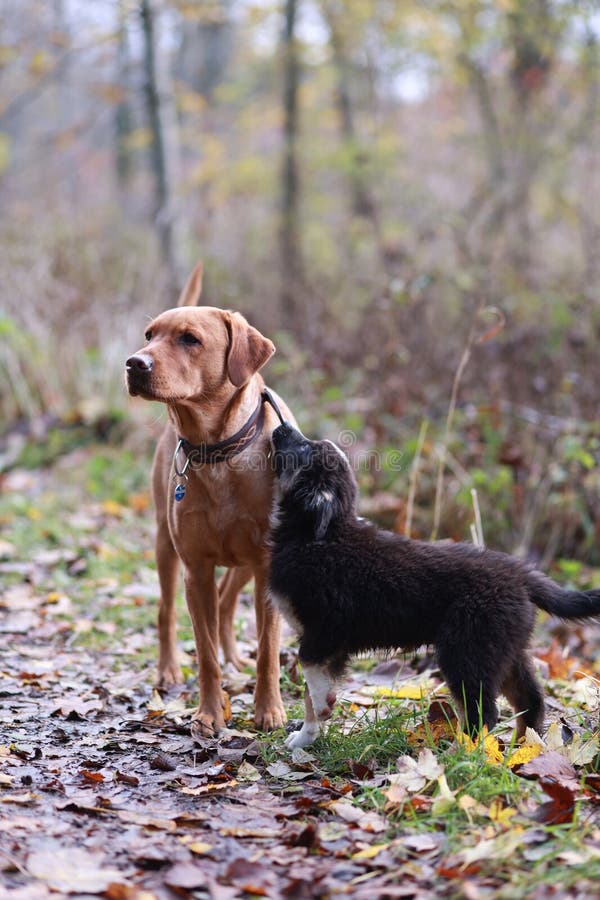 Two Dogs Standing Next Each Other Forest Stock Photos - Free & Royalty ...