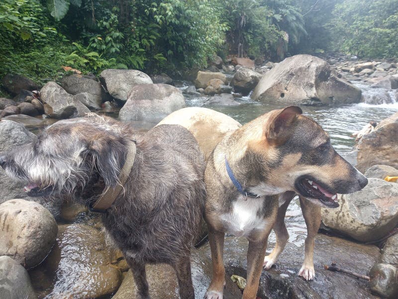 Two Dogs Standing on the Rocks Stock Image - Image of front, animal ...