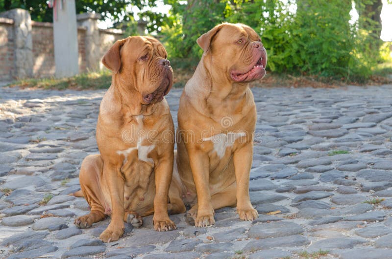 Two dogs on the street stock photo. Image of golden, dogue - 21865894