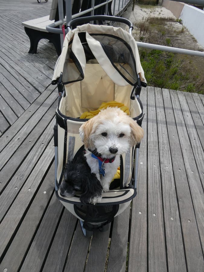 Two Dogs in a Stroller on a Boardwalk Looking through the Front Opening ...