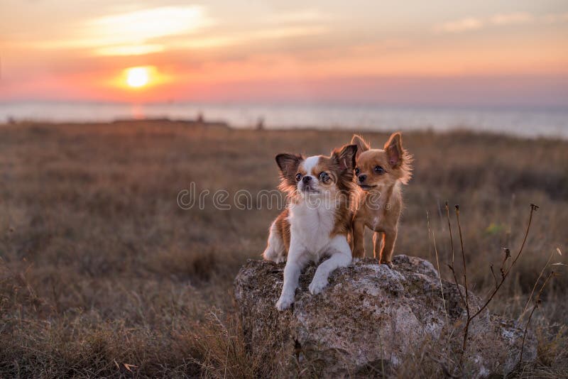 Two dogs at sunset stock image. Image of nature, funny - 121868777