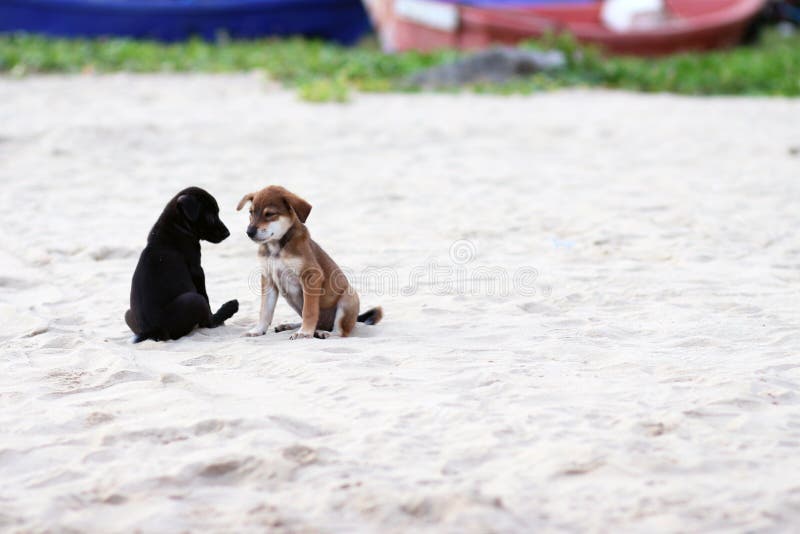 How Dogs Talk To Each Other