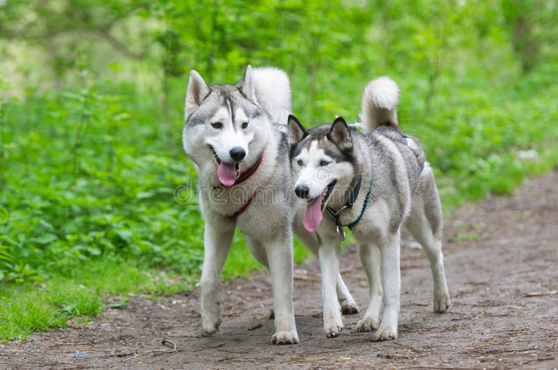 Two Dogs in Team Run on Forest Track. Stock Image - Image of pedigreed ...