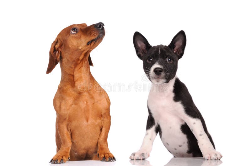 Two Miniature Pinschers stock image. Image of canine - 12973037