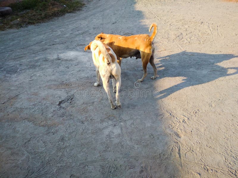Two dogs together stock image. Image of dogs, sunlight - 106401181