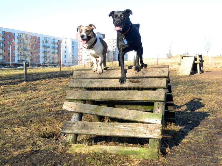 Two dogs training stock image. Image of shot, ground - 38789839