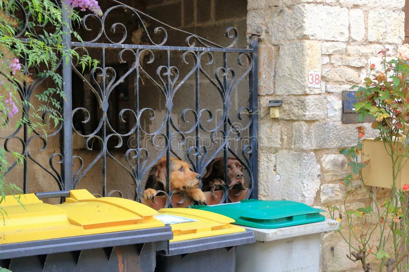 Two Dogs Waiting Behind a Gate Stock Image - Image of adorable ...