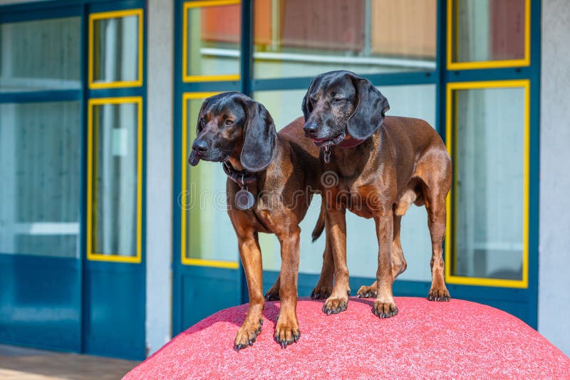 Two Dogs Waiting for Command Stock Photo - Image of learning, doggie ...