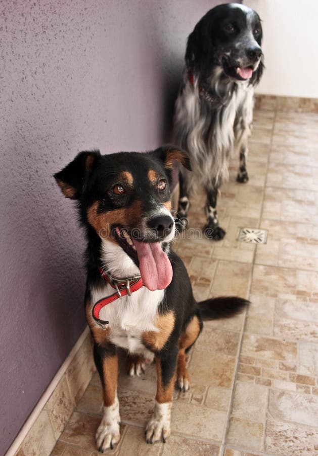 Two dogs waiting for lunch stock image. Image of crawl - 78792619