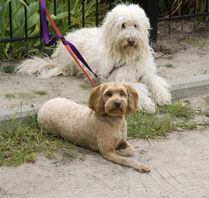 Dogs with master stock photo. Image of hair, love, trainer - 44670746