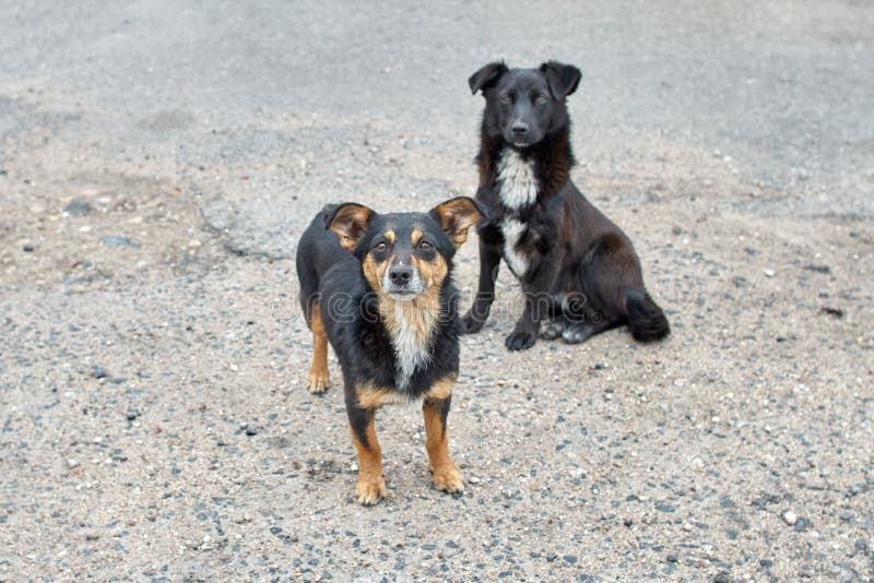 Two Dogs are Waiting for a Yummy.Two Homeless Dogs Stock Image - Image ...