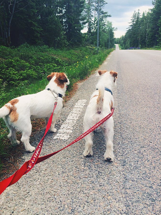 Two dogs stock photo. Image of terrier, dogs, jack, russell - 58169666