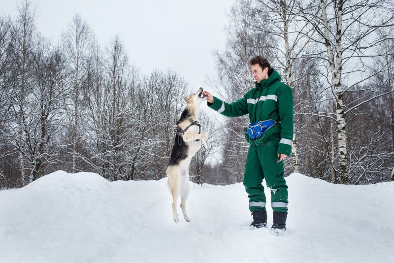 Two Dogs Walk Outdoors in Winter with an Owner Stock Photo - Image of ...