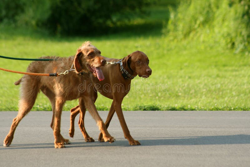 Two Dogs Walking stock photo. Image of park, excercise - 5907934