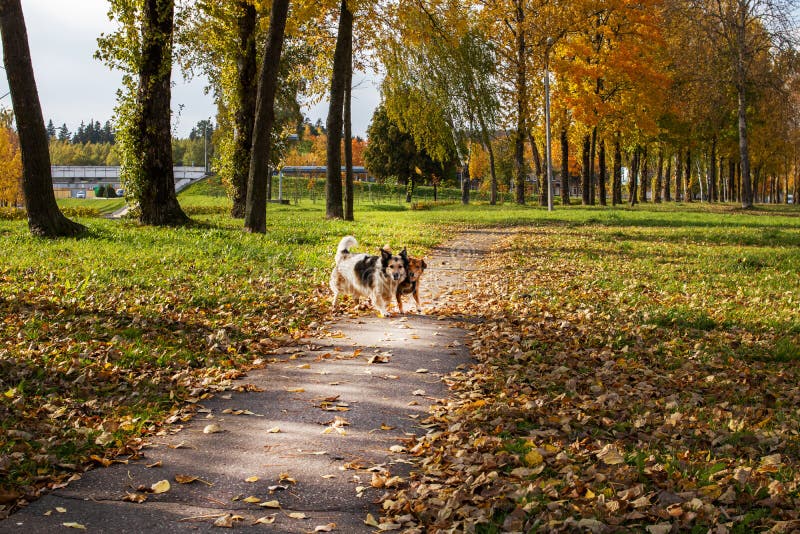 Two Dogs are Walking Along Path in Autumn Stock Image - Image of family ...