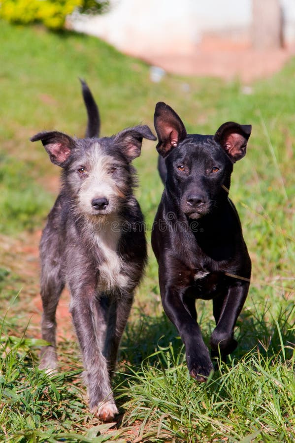 Two dogs walking together stock photo. Image of friendship - 27908150