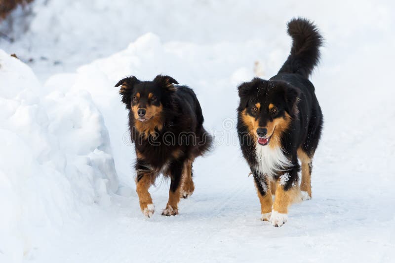 Two Dogs Walking in the Snow Stock Image - Image of winter, shepherd ...