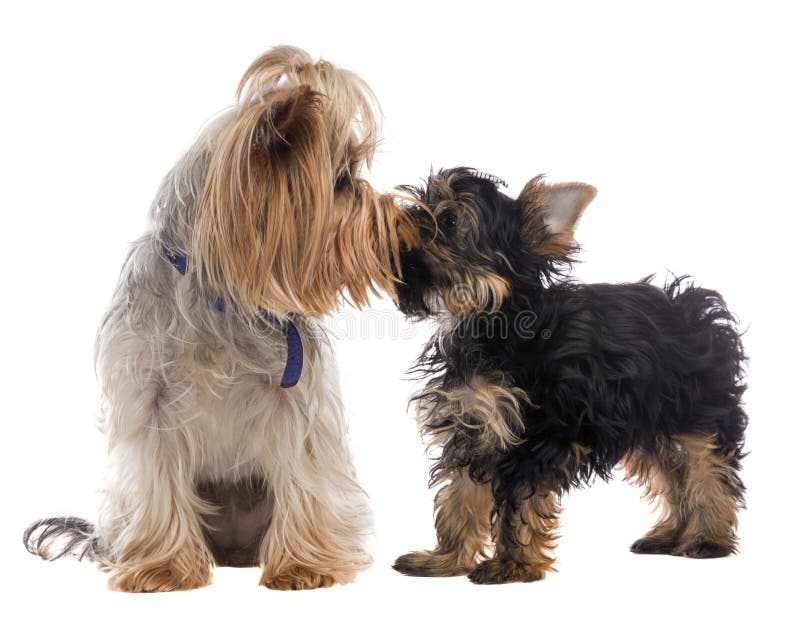 Hunting dogs stock photo. Image of companion, canine - 10760754