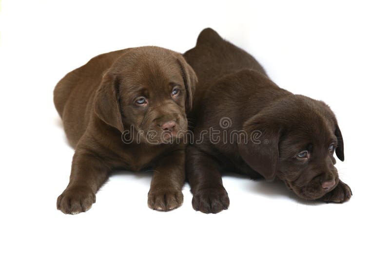 Two dogs stock photo. Image of grass, sits, puppy, fauna - 7157620