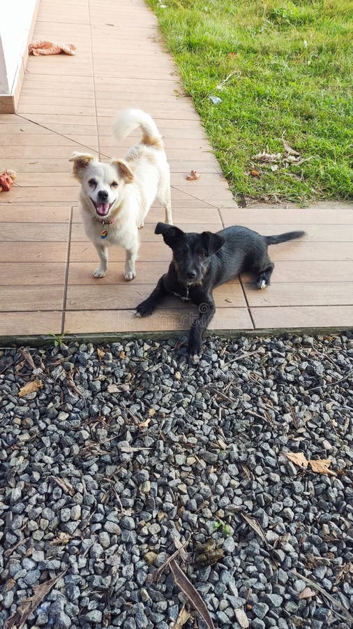 Two Dogs, a White One Standing Looking at the Camera and a Black One ...