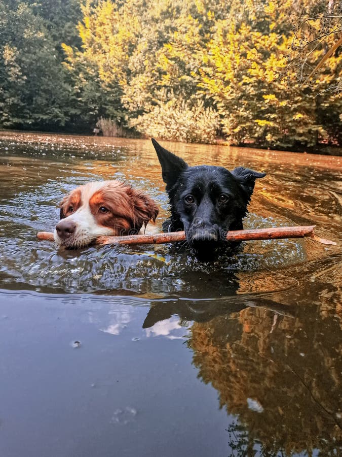 TWO DOGS WHO& X27;S SWIMMING in LAKE Stock Image - Image of lake, dogs ...