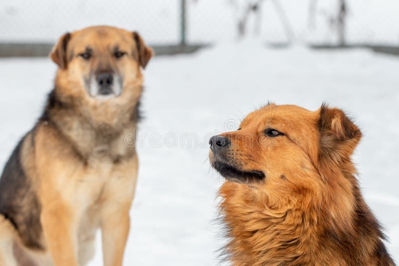 Two Dogs in Winter Outdoors on a Background of White Snow Stock Image ...