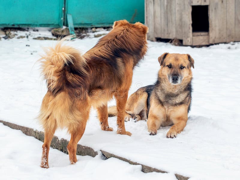 Two Dogs in the Winter in the Snow with Aggression Stock Image - Image ...