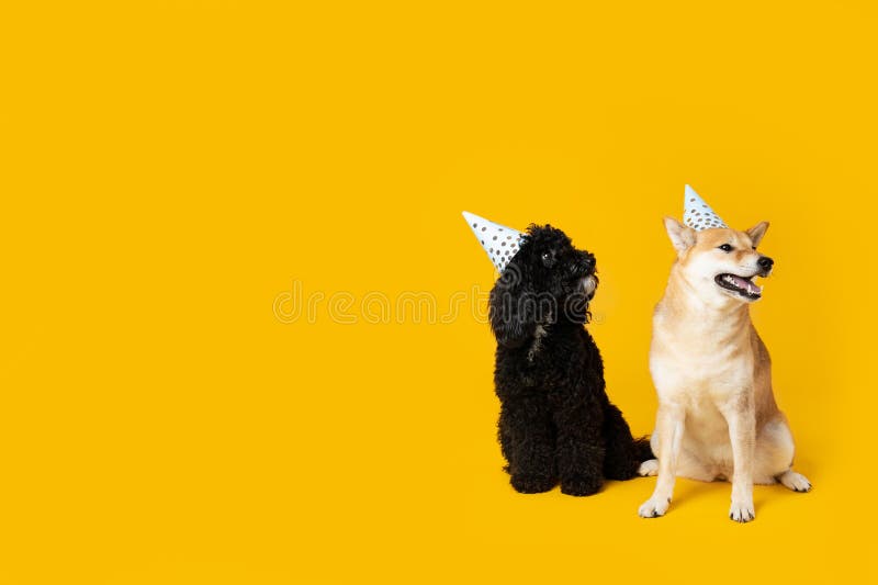 Two Dogs on Yellow Background, Dog Birthday Stock Image - Image of ...