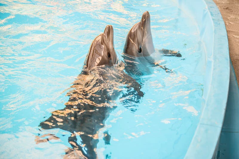Two Dolphin in Basin of Oceanarium Stock Image - Image of intelligent ...