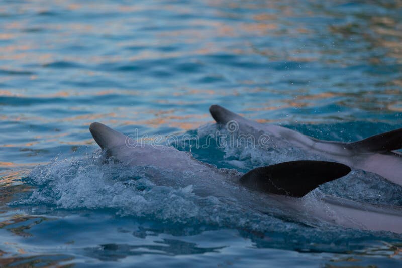Two Dolphin Performing at the Waterpark Stock Photo - Image of crowd ...