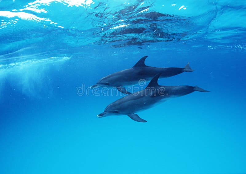 Dolphin stock image. Image of dolphin, shipping, ocean - 12280807
